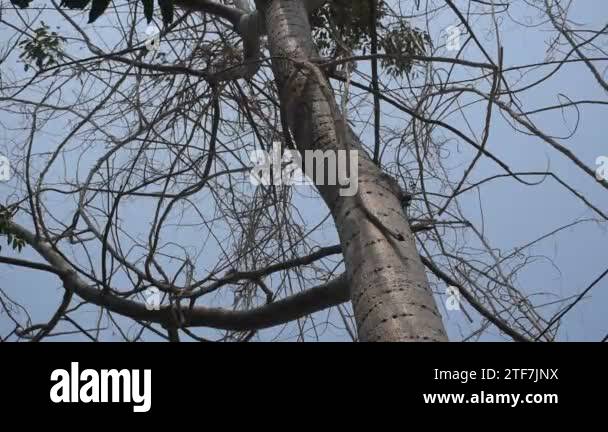 Acacia tree stump Stock Videos & Footage - HD and 4K Video Clips - Alamy