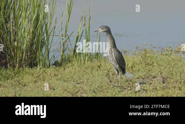 Heron mating dance Stock Videos & Footage - HD and 4K Video Clips - Alamy