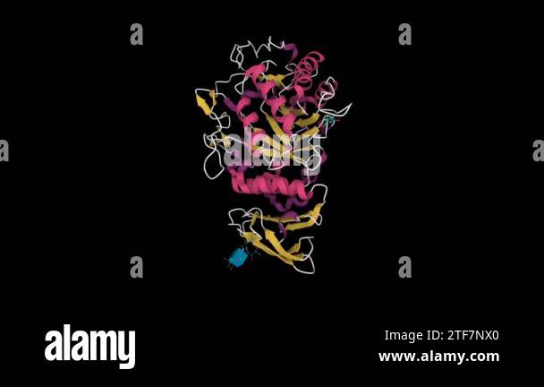 Crystal structure of human pancreatic alpha amylase. Animated 3D ...