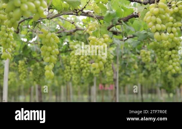 Green vineyards grown organically without pesticides. Golden yellow ...