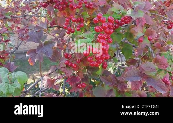 red viburnum on the branches. Close-up of red bunches of ripe viburnum ...
