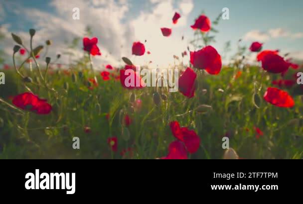 Pasture of wildflowers Stock Videos & Footage - HD and 4K Video Clips ...