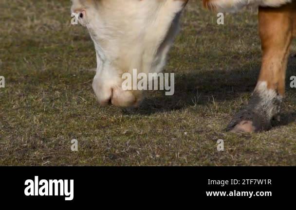 Muzzle part of the body Stock Videos & Footage - HD and 4K Video Clips ...