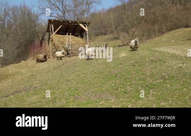 Sheep call Stock Videos & Footage - HD and 4K Video Clips - Alamy