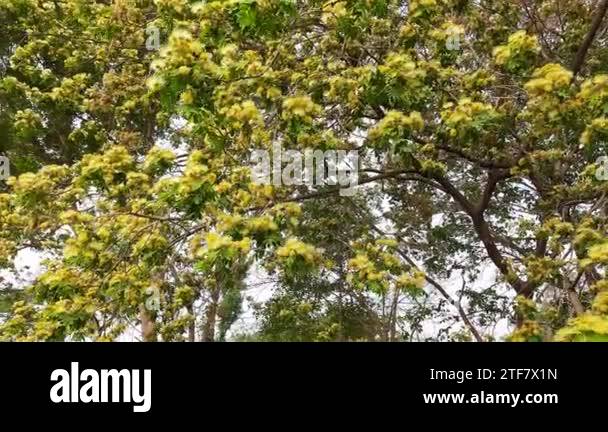Albizia lebbeck or shirisha tree flowers.Flowers of Albizia julibrissin ...