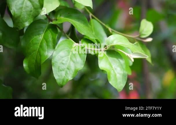 Loranthus with a natural background. Parasitic plants that grow on the ...