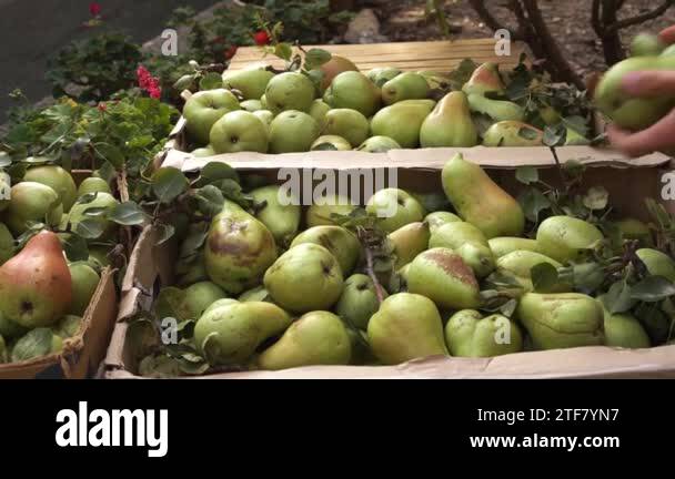 Fruit farming, growing of fruit crops. Farmer harvests ripe pears in ...