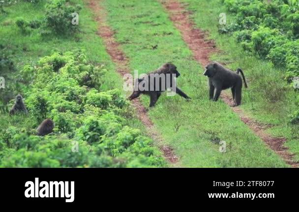 A Pair Of Baboons Mating And Run In The Green Grassland At Aberdare ...