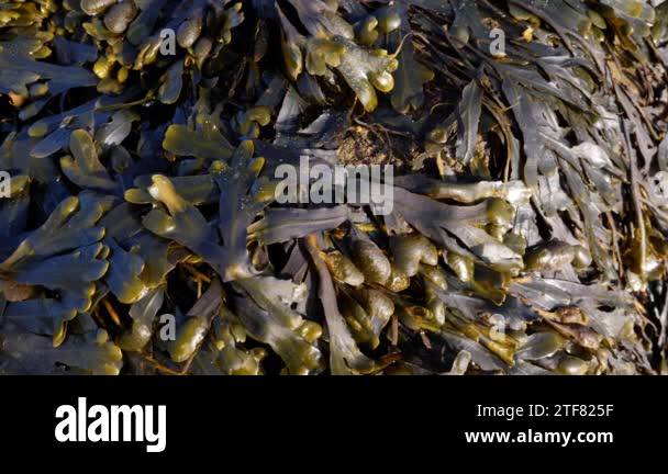 Seaweed, algae, kelp, sea vegetables on a rock at the beach in ...