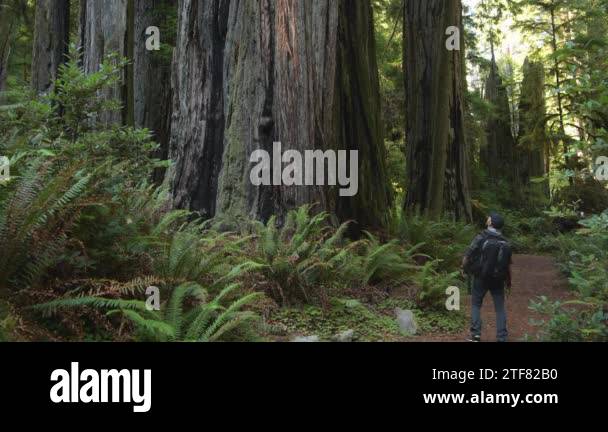 Highway 101 redwoods Stock Videos & Footage - HD and 4K Video Clips - Alamy