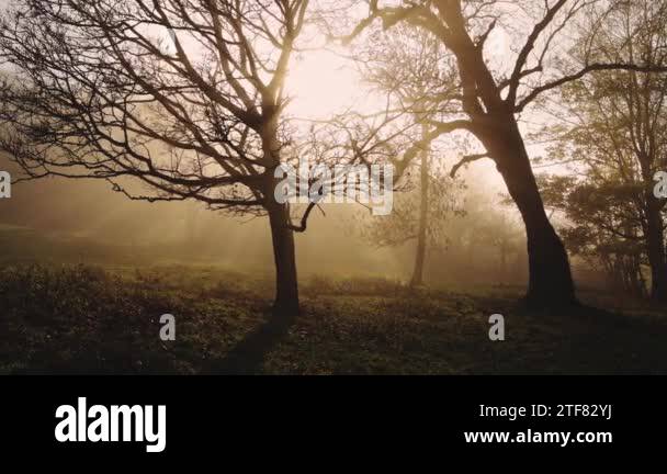 Trees in misty foggy weather conditions in the woods, mist and fog in ...