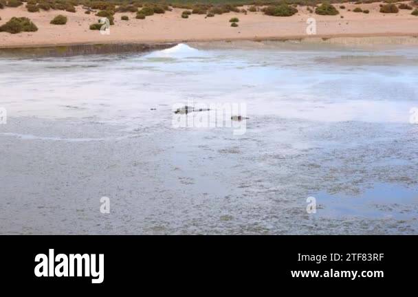 Pachyderm species Stock Videos & Footage - HD and 4K Video Clips - Alamy