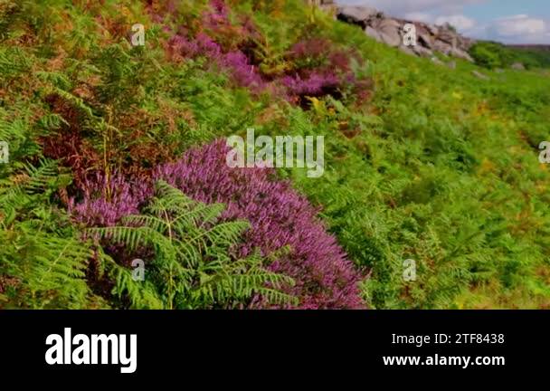 Beautiful heather in peak district Stock Videos & Footage - HD and 4K ...