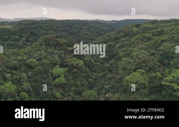 Rainforest africa canopy Stock Videos & Footage - HD and 4K Video Clips ...
