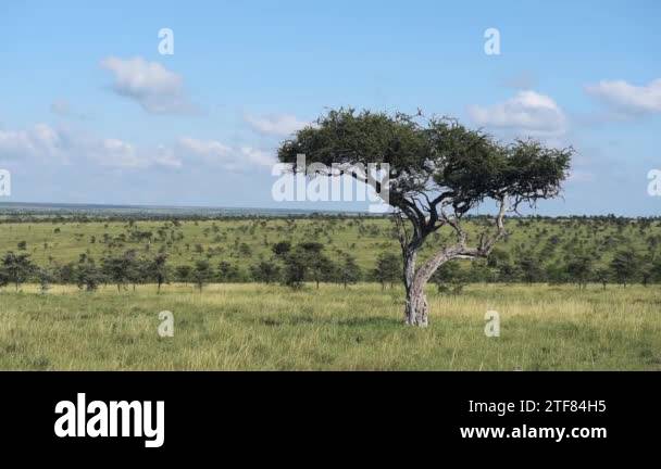 Landscape acacia tree in Stock Videos & Footage - HD and 4K Video Clips ...