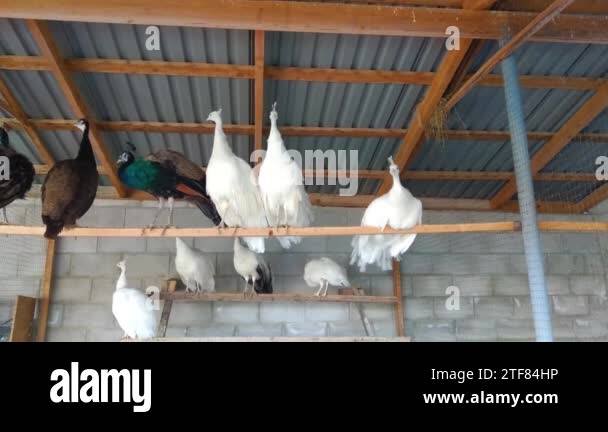 Domestic chicken hens eat sharing food from a feeding trough at farm ...