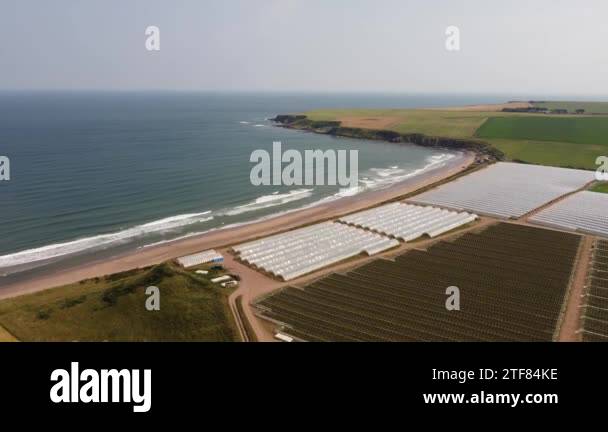 Sea berry Stock Videos & Footage - HD and 4K Video Clips - Alamy