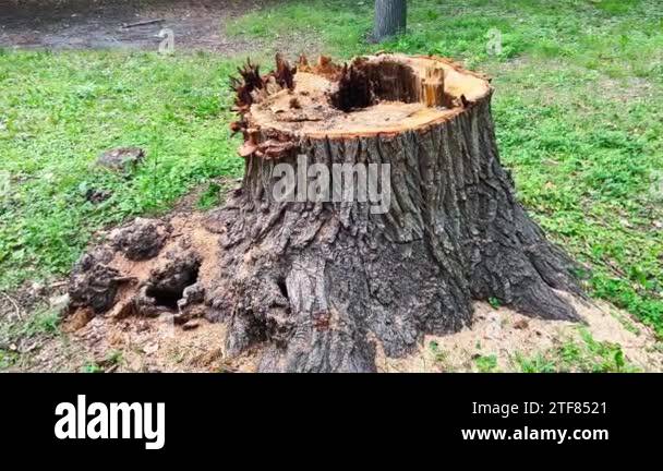 Grass inside tree stump Stock Videos & Footage - HD and 4K Video Clips ...