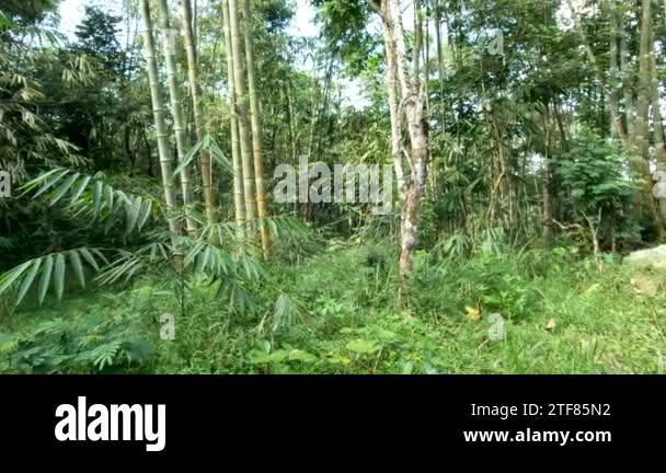 The plant family Dendrocalamus asper also known as giant bamboo, or ...