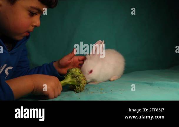 young boy feeds his pet; white rabbit, bunny. child wants to become a ...