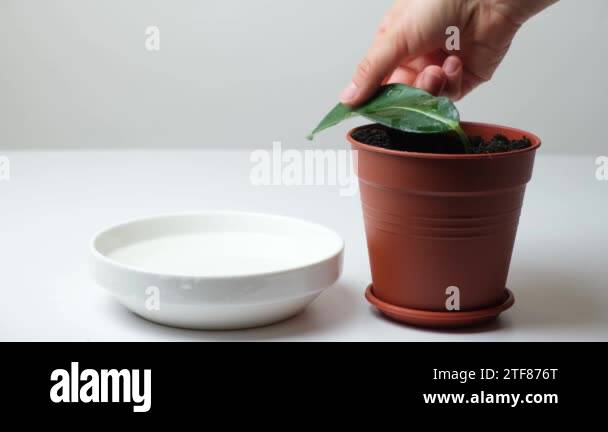 Propagation pot Stock Videos & Footage - HD and 4K Video Clips - Alamy