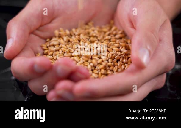 Whole grain wheat seeds falling into the hands of a farmer on a dark ...