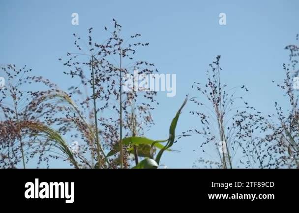 Growing proso millet in agriculture. Plant of Panicum Miliaceum ...