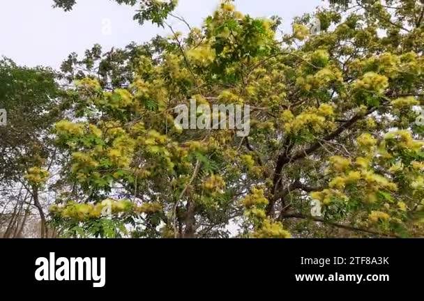 Albizia lebbeck or shirisha tree flowers.Flowers of Albizia julibrissin ...