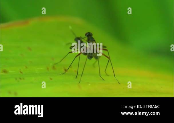 fruit flies are mating on the leaves, insect mating process, animal ...