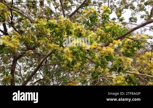 Albizia lebbeck or shirisha tree flowers.Flowers of Albizia julibrissin ...