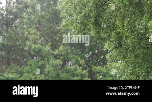 Trees film hi Stock Videos & Footage - HD and 4K Video Clips - Alamy