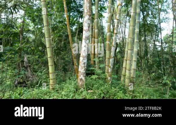 The plant family Dendrocalamus asper also known as giant bamboo, or ...