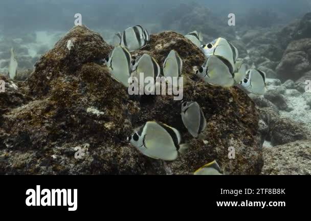Barber fish Stock Videos & Footage - HD and 4K Video Clips - Alamy