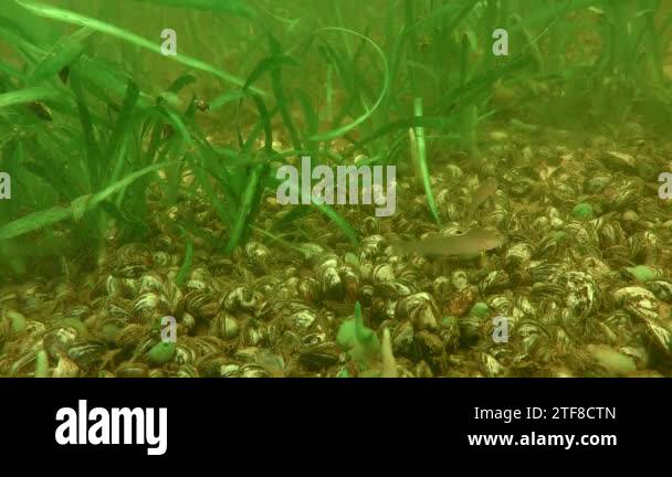 Several invasive Round goby (Neogobius melanostomus) against the ...