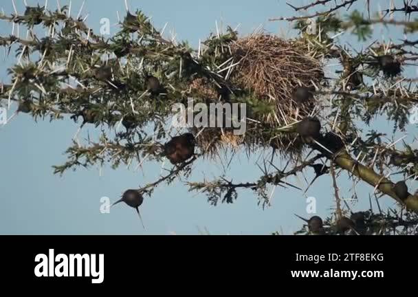 Tree weaver bird nests Stock Videos & Footage - HD and 4K Video Clips ...