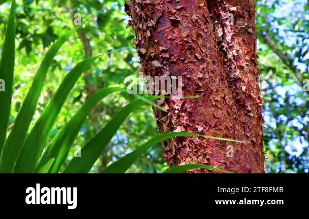 Tropical Gumbo-limbo tree with peeling bark texture colorful green ...