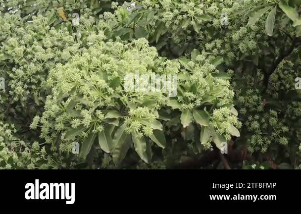 Devils flower Stock Videos & Footage - HD and 4K Video Clips - Alamy