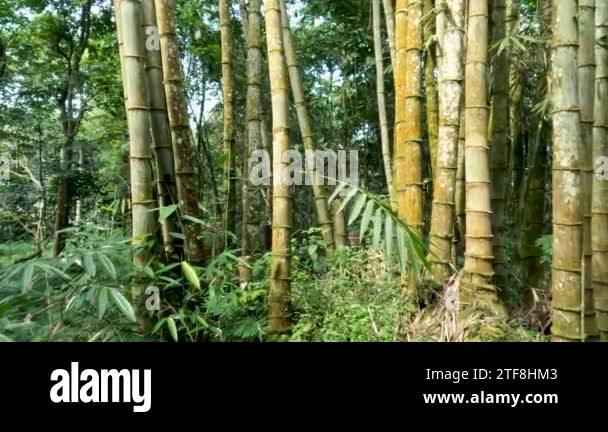 The plant family Dendrocalamus asper also known as giant bamboo, or ...