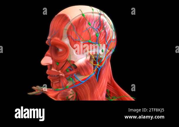 Face muscles anatomy Stock Videos & Footage - HD and 4K Video Clips - Alamy