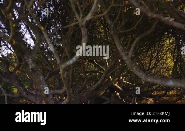 Tangled branches Stock Videos & Footage - HD and 4K Video Clips - Alamy