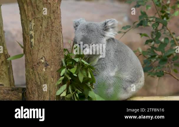 Koala eating Stock Videos & Footage - HD and 4K Video Clips - Alamy