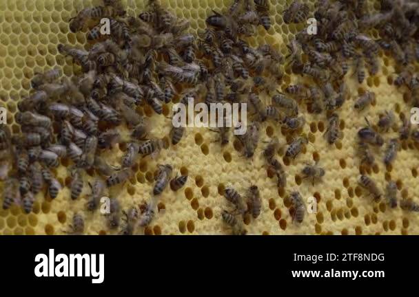 Bee brood frames are composed of brood at various stages of development ...