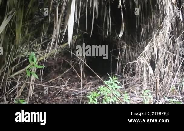 Boar hole Stock Videos & Footage - HD and 4K Video Clips - Alamy
