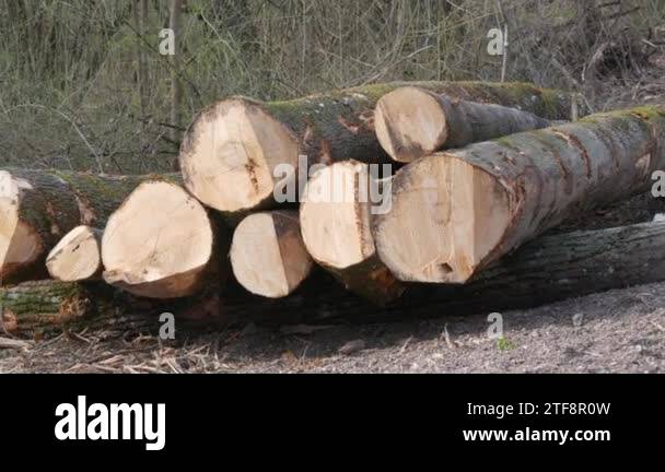 A stack of logs. A part of the trunk of a tree that has been cut off ...