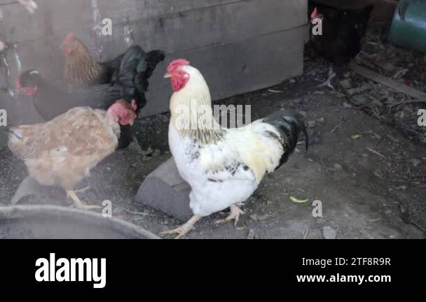 Organic natural red and white rustic chicken roaming the countryside ...