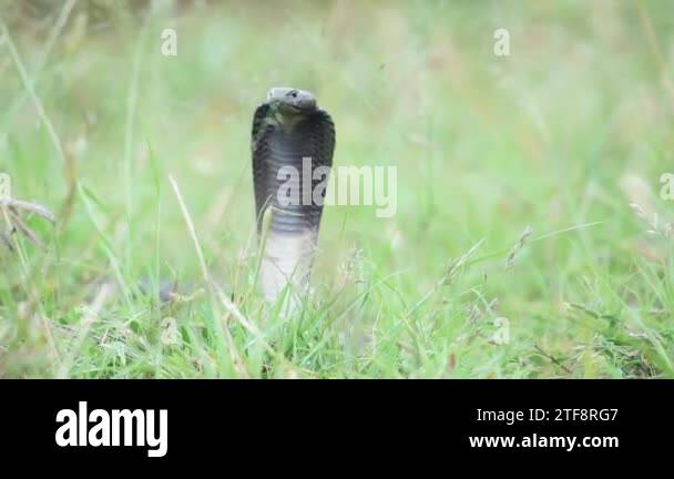 Cobra attack snake Stock Videos & Footage - HD and 4K Video Clips - Alamy