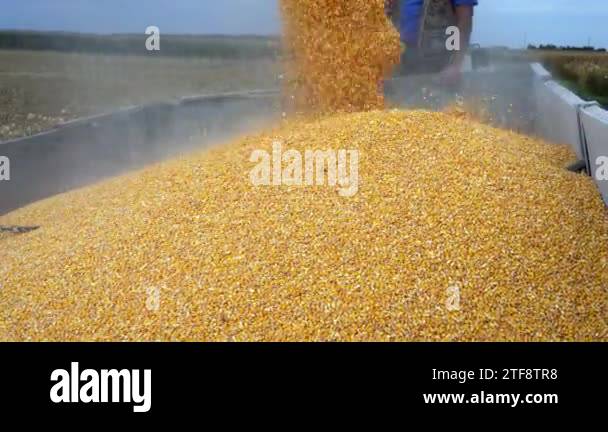 Unloading Harvested Corn Grain Into Tractor Trailer. Corn Grain Falling ...