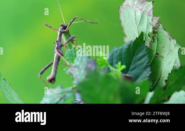 Walking insect Stock Videos & Footage - HD and 4K Video Clips - Alamy