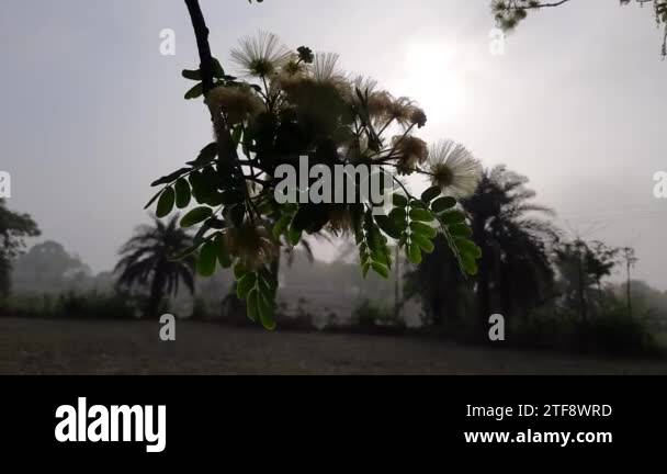 Albizia lebbeck or shirisha tree flowers.Flowers of Albizia julibrissin ...