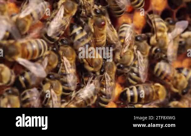 Varroa mites, Honey Bee Parasites - Bees, Beekeeping Stock Video ...